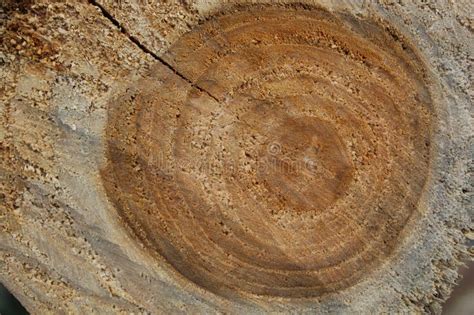 Wood Texture Of Cutted Tree Trunk Stock Image Image Of Wooden