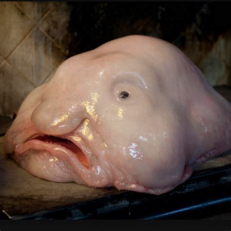 Blobfish R NatureIsFuckingLit