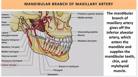 Vasculature And Lymphatic Drainage Of Oral Cavitypptx