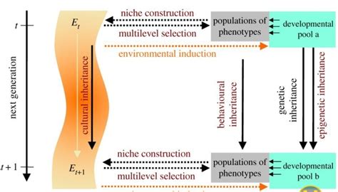 From The Modern Synthesis To The Inclusive Evolutionary Synthesis An Einsteinian Revolution In