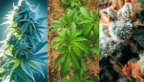 Headshop Danmark Skunk vs Hash Alt Du Behøver at Vide om Cannabis