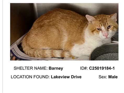 Bell County Texas Bell County Texas Animal Shelter