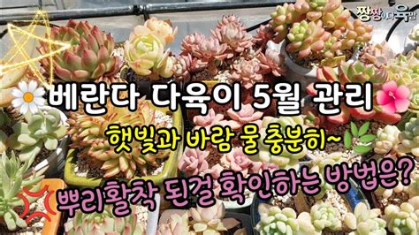 베란다 다육이 5월 관리 🌺 햇빛이부족하면 바람이라도~~🌿뿌리활착 확인하는법💢 Youtube