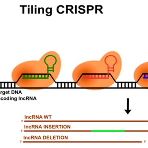 Schematic Representation Of Tiling Crispr Several Guide Rnas Target Download Scientific
