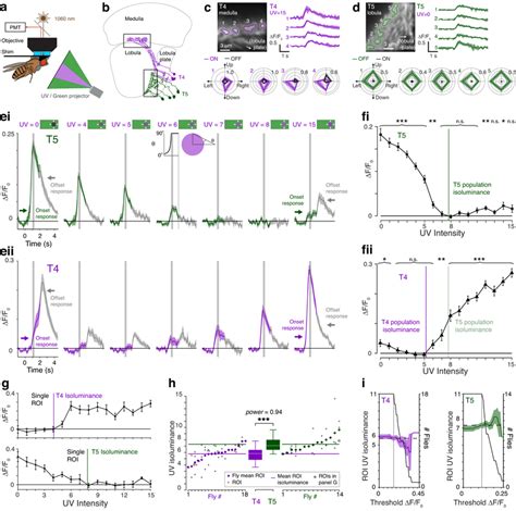 The On And Off Motion Directionally Selective T4 And T5 Cells Differ