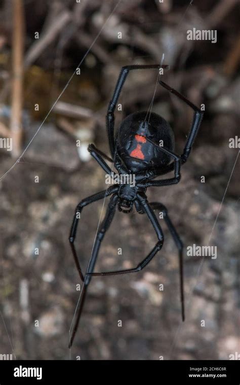 The Western Black Widow Spider Latrodectus Hesperus One Of The Few