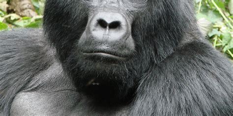 Leopard Kills Gorilla