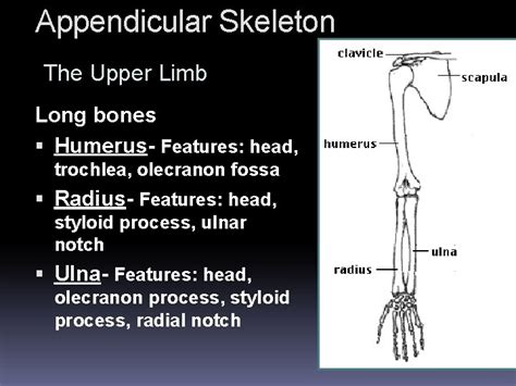The Appendicular Skeleton 126 Bones Of The Limbs