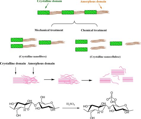 Cellulose Derived Nanostructures I E Cellulose Nanofibers Cnfs And Download Scientific