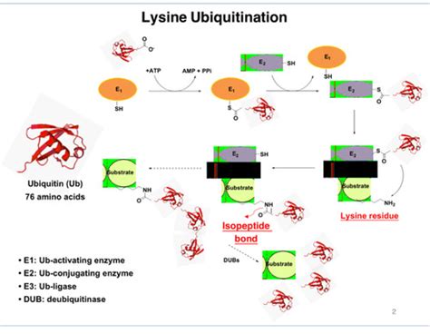 Ubiquitination Flashcards Quizlet
