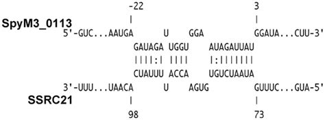 Streptococcus Equi Plos One