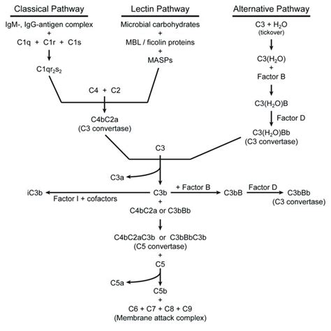 Pathways Of Extracellular Complement Activation Download Scientific Diagram