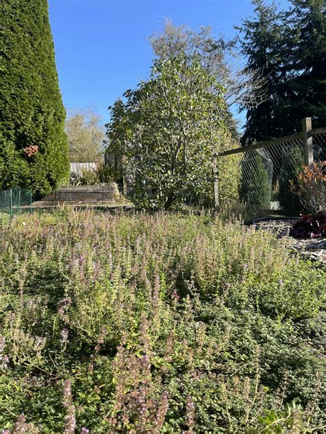 30 Giant Sequoia Sequoiadendron Giganteum Seeds