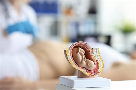 Fondos De El Desarrollo Fetal Fotos Y Imágenes De Descarga Gratis
