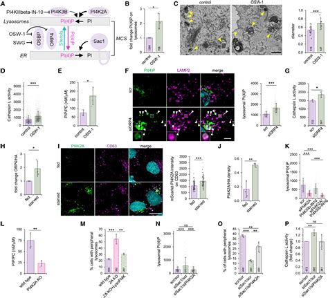 Nutrient Regulated Control Of Lysosome Function By Signaling Lipid Conversion Cell