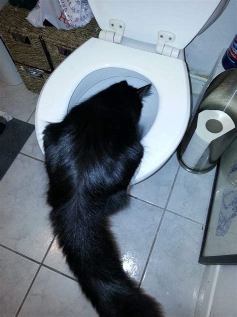 Too Much Catnip R Pics