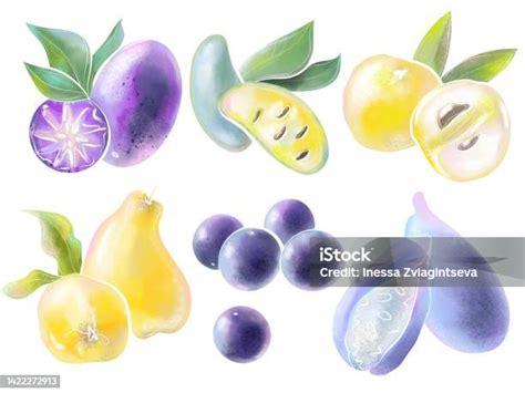 광고 포장을위한 컬러 디자인 요소 세트 천연 제품 화장품 식용 과일 열매 블루 베리와 배의 섬세한 색조를 수채화 스타일의 흰색 배경에 가을에 대한 스톡 벡터 아트 및 기타