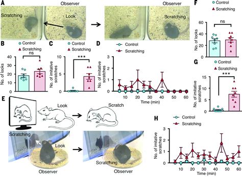 Molecular And Neural Basis Of Contagious Itch Behavior In Mice Science
