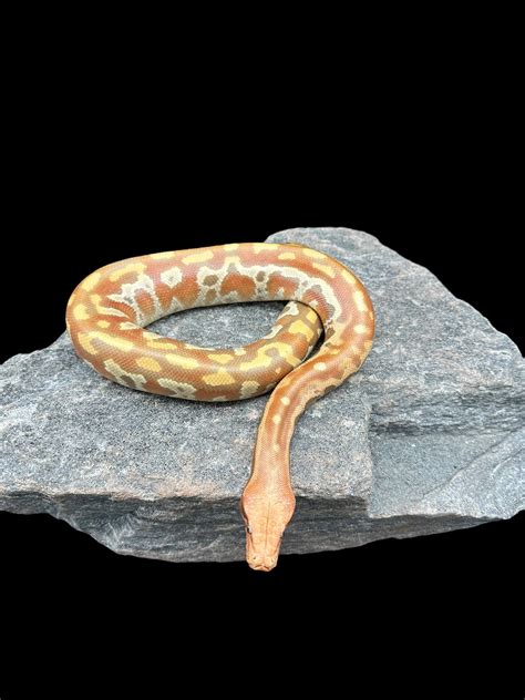 Blood Python T Albino