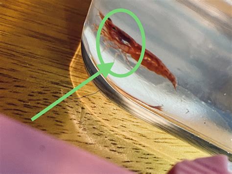 Hole In Rcs Album On Imgur