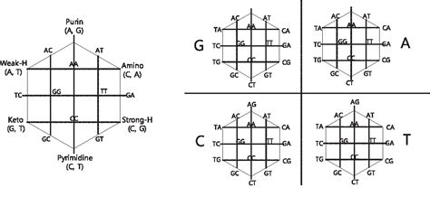 Figure 1 From Codon Based Encoding For Dna Sequence Analysis Semantic Scholar