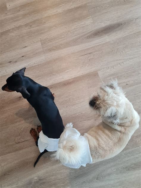 They Peed A Bit Too Much Scrolller