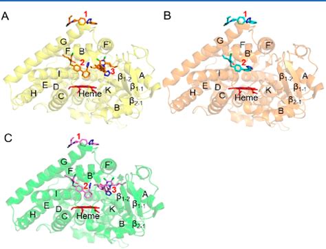Figure 2 From Structural Basis Of Single Nucleotide Polymorphisms In Cytochrome P450 2c9