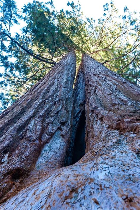 Giant Sequoia Trees Sequoiadendron Giganteum In Sequoia National Park