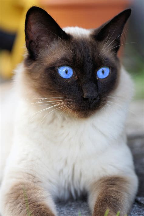 50000 Free Cat Siamese And Cat Images Pixabay