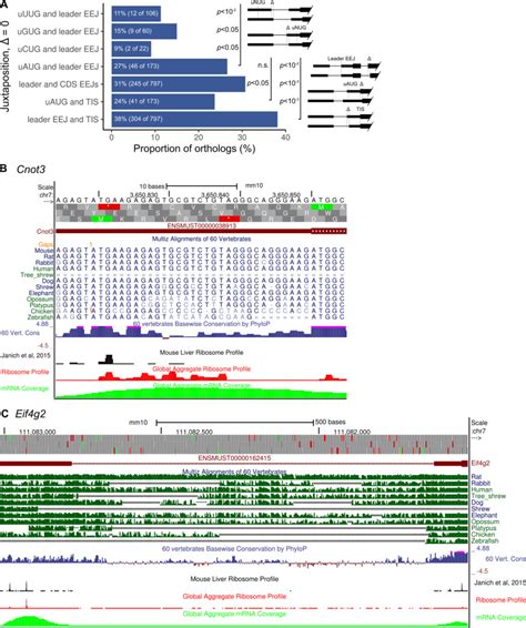 The Exon Intron Gene Structure Upstream Of The Initiation Codon Predicts Translation Efficiency