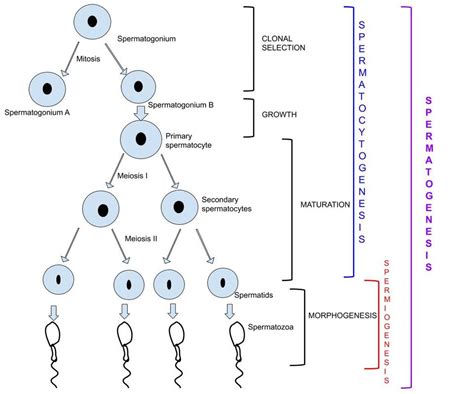 Human Reproduction Biology4isc