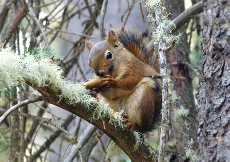Red Squirrel Canada Banff Free Photo On Pixabay Pixabay