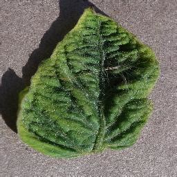 Tomato Challenge Object Detection Dataset And Pre Trained Model By KGX