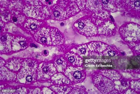 Sinusoids Photos And Premium High Res Pictures Getty Images