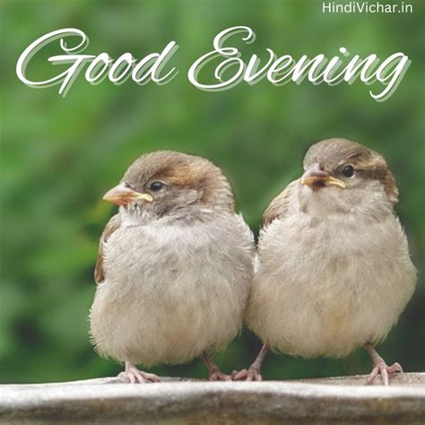 250 Beautiful Good Evening Hd Images With Wishes For Whatsapp