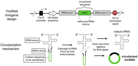 Circular Rna Synthesis Boc Sciences