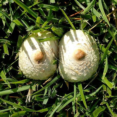 🔥 These Mushrooms In My Yard Look Like Boobs Rnatureisfuckinglit