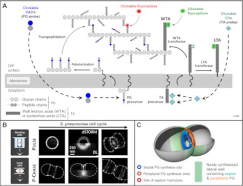 Pneumococcal Cell Envelope Ibs Institut De Biologie Structurale Grenoble France