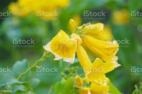Close Up Beautiful Yellow Flower On Blurred Green Background With Copy