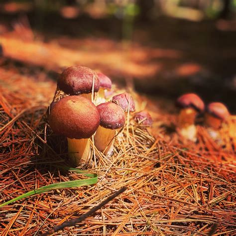 Land Managers Pack Of Mushroom Food Plot™ Spawn Myco Habitat