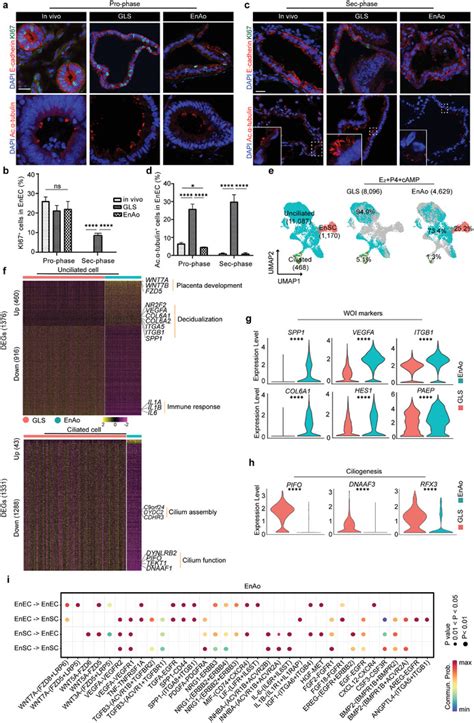 Generation Of Human Endometrial Assembloids With A Luminal Epithelium Using Airliquid Interface