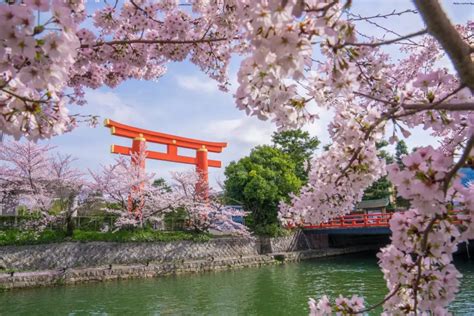 Kyoto Cherry Blossoms 2026 Forecast Best Spots Festivals Japan