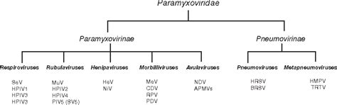 Figure 1 From The Regulation Of Type I Interferon Production By Paramyxoviruses Semantic Scholar