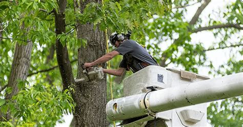 Millers Tree Service Tree Service In Delaware