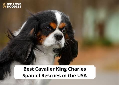 11 Best Cavalier King Charles Spaniel Rescues In The Usa We Love Doodles