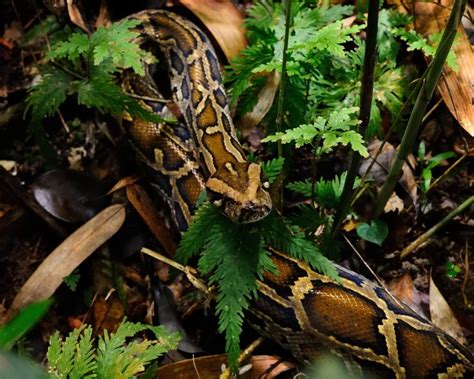 Burmese Python Facts Diet Habitat And Pictures On Animaliabio