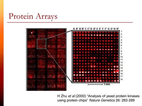 Ppt Bioinformatics Applications Powerpoint Presentation Free