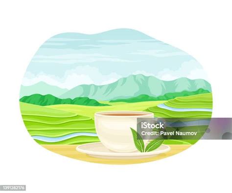 차 녹색 테라스 필드 농장 및 뜨거운 향기로운 음료 양조 벡터 일러스트 레이 션과 세라믹 컵 0명에 대한 스톡 벡터 아트 및 기타 이미지 Istock