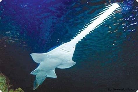 Sawshark Alchetron The Free Social Encyclopedia