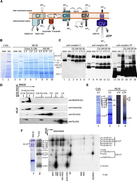 Respiratory Active Mitochondrial Supercomplexes Molecular Cell